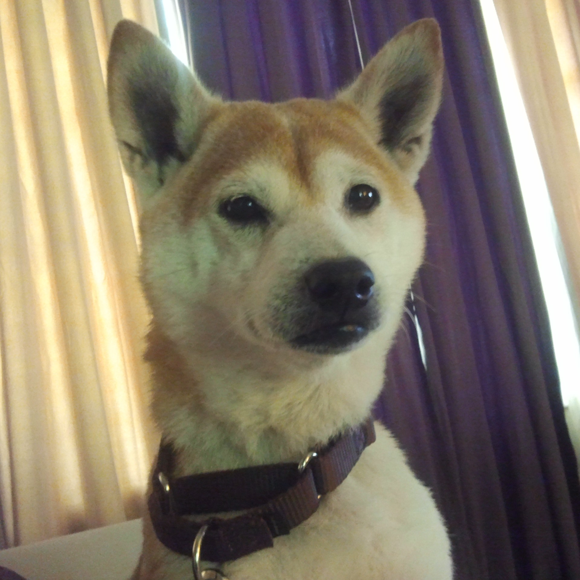 Adoptable Shiba Inu - Sweet Sasha Bean Needs a Home